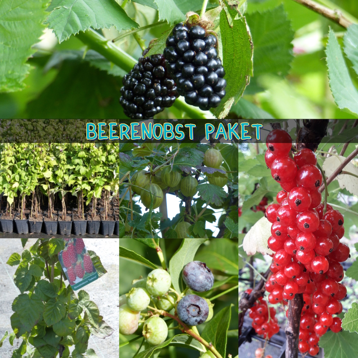 Bio Obstbäume Online Shop - bio-obstbaeume.de