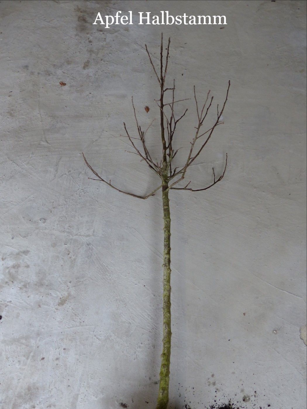 Bio Obstbäume Online Shop - Obstbaumwuchsformen> bio Obstbäume > Busch ...
